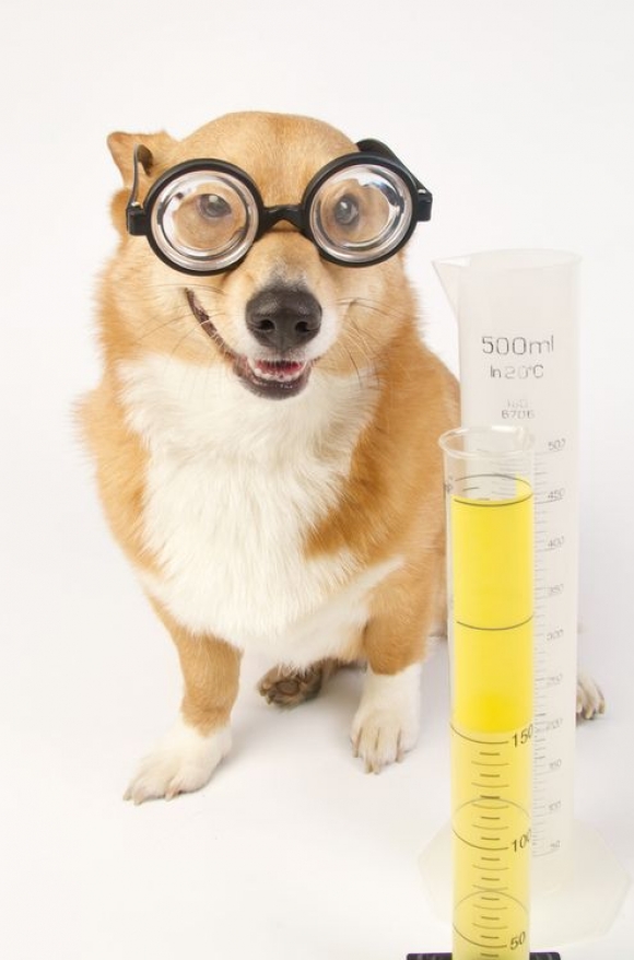 Miong21 @ Blogspot: Corgi Scientist