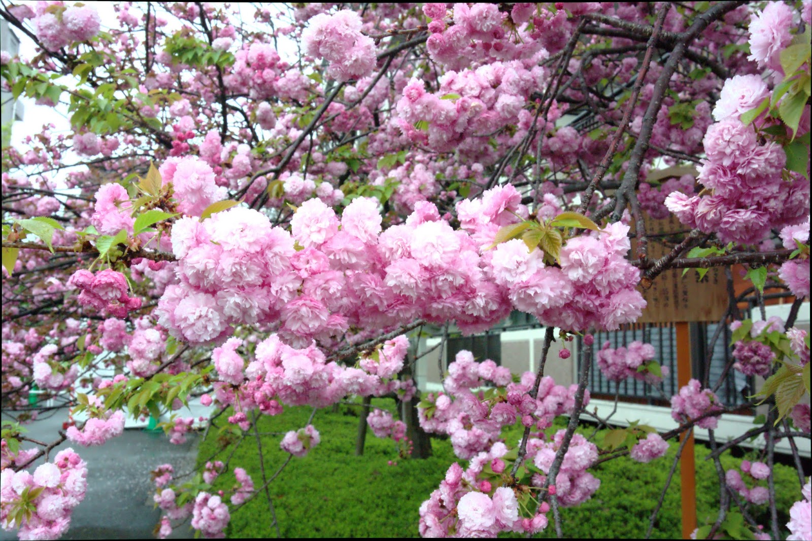 Domo World Japan Tour: Osakan linna