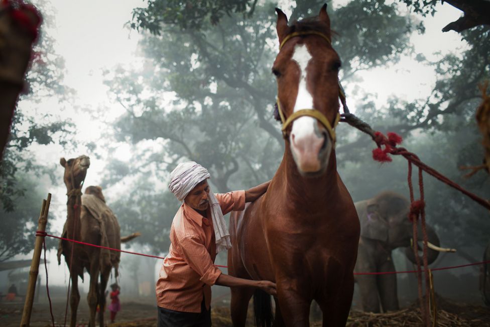 SONEPUR MELA; The largest animal Fair of ASIA: Mela in full riot...