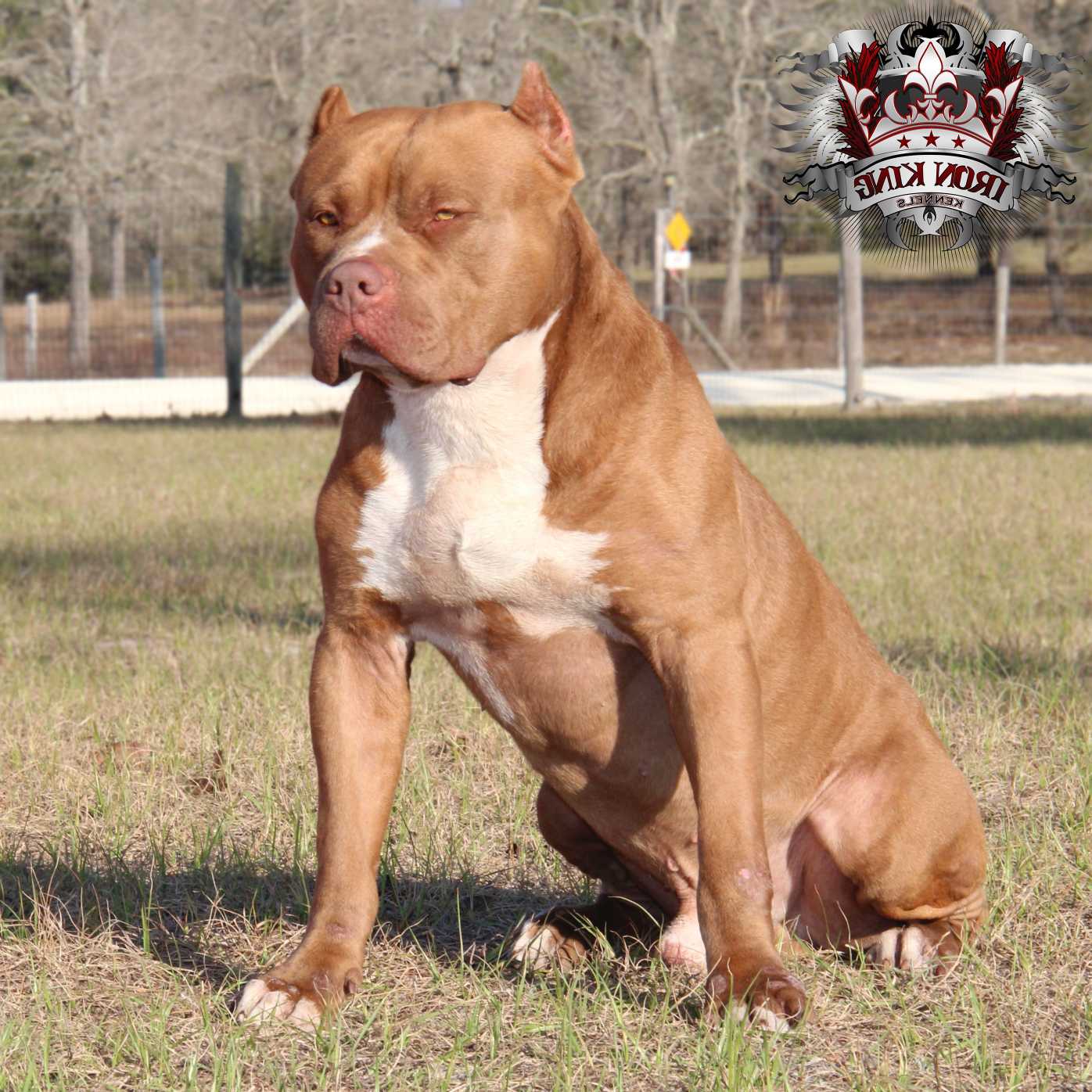 freePitbull: A.P.B.T.