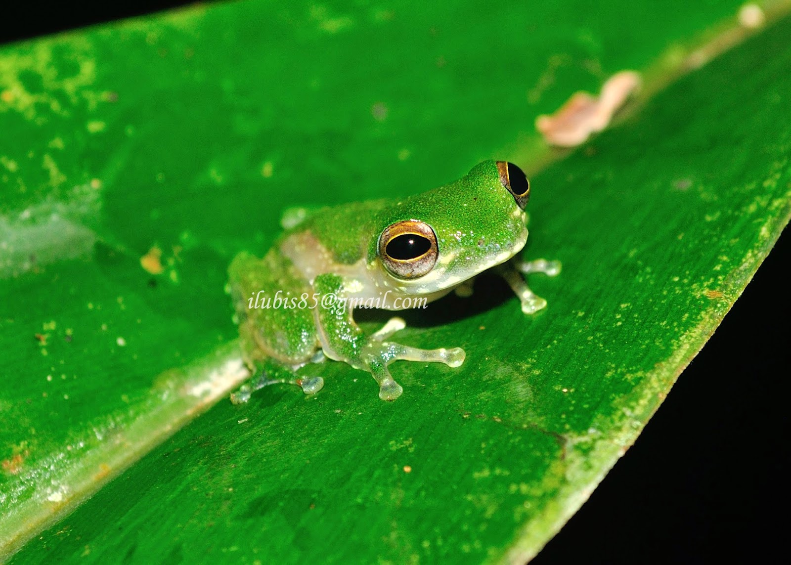 REPUBLIC OF GIS: Amphibian Survey & a biodiversity check-list in the ...