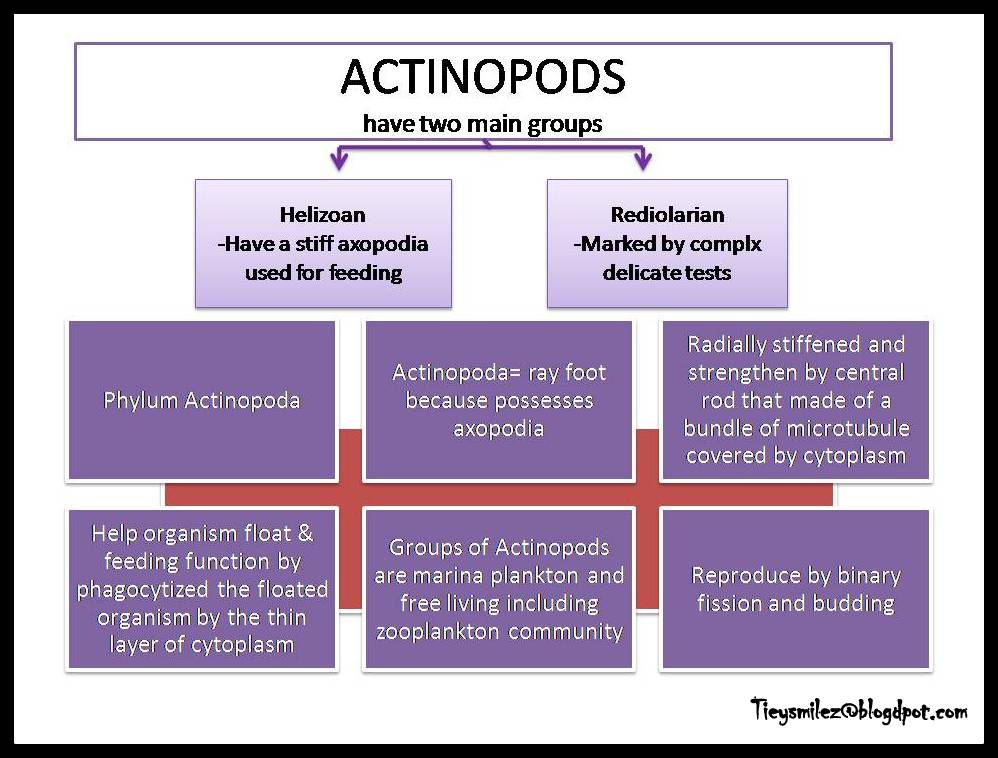 Smiles in My Life: Actinopods
