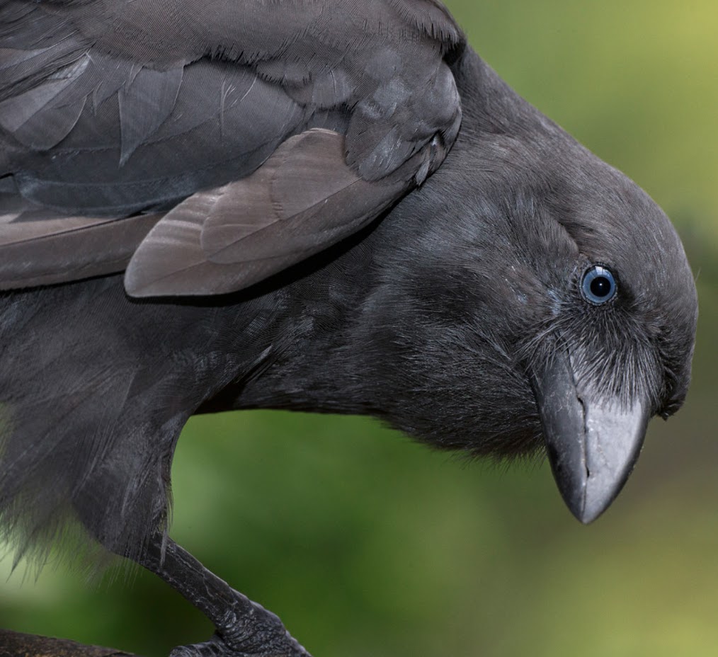 The Kaʻū Calendar News Briefs, Hawaiʻi Island: May 10, 2016