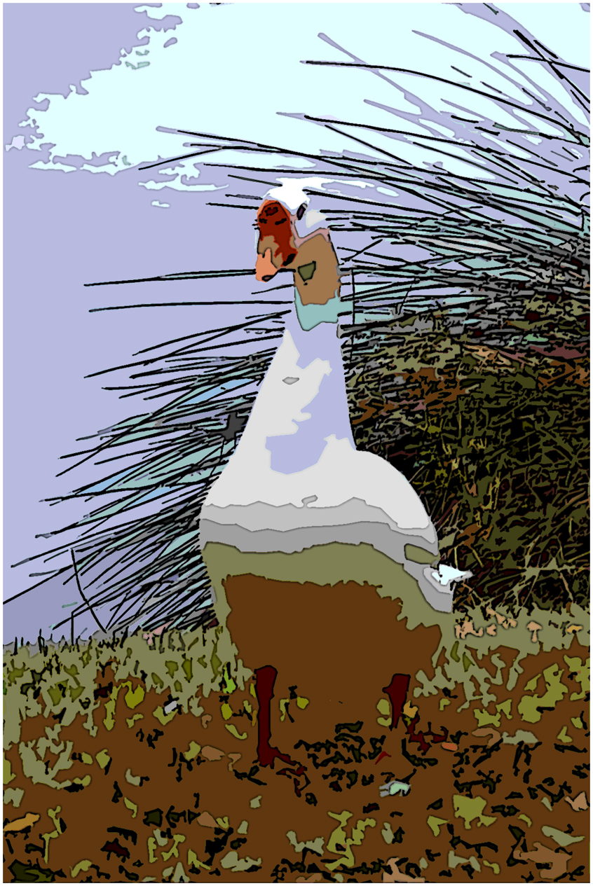 Ocala, Central Florida & Beyond: Loud, noisy goose!