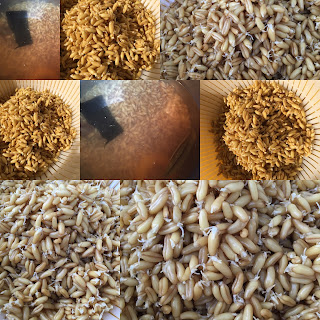 Avanti Cafe Musings: Mediterranean KAMUT at Natural Products Expo West ...