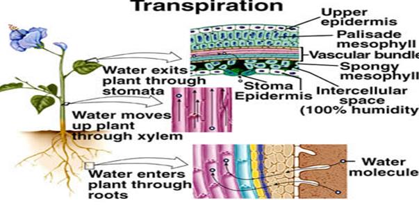 Stomatal Physiology ~ Dhiraj's Blog