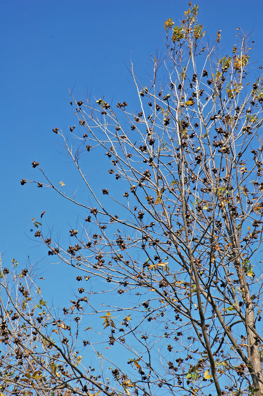 Northern Pecans: Productive and scab free: Kanza, Lakota and Oswego