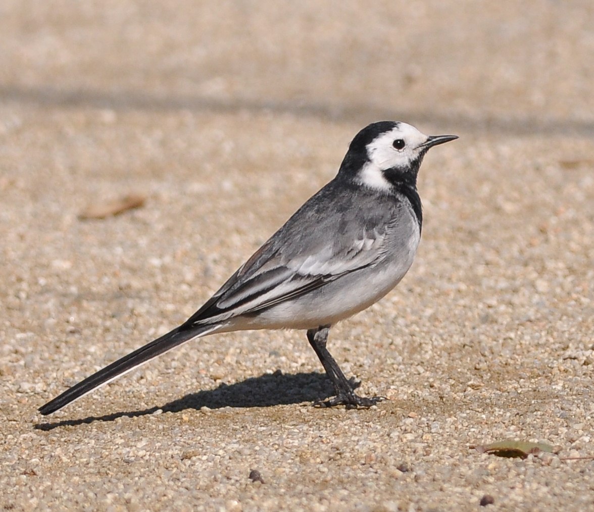 MOTACILLA: Lavandera blanca "alba /yarrellii"