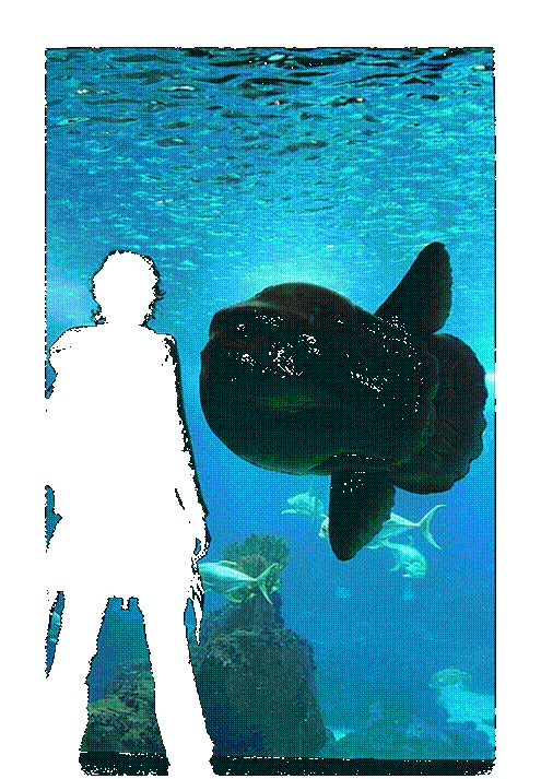 Aquatilium: Peixe-lua