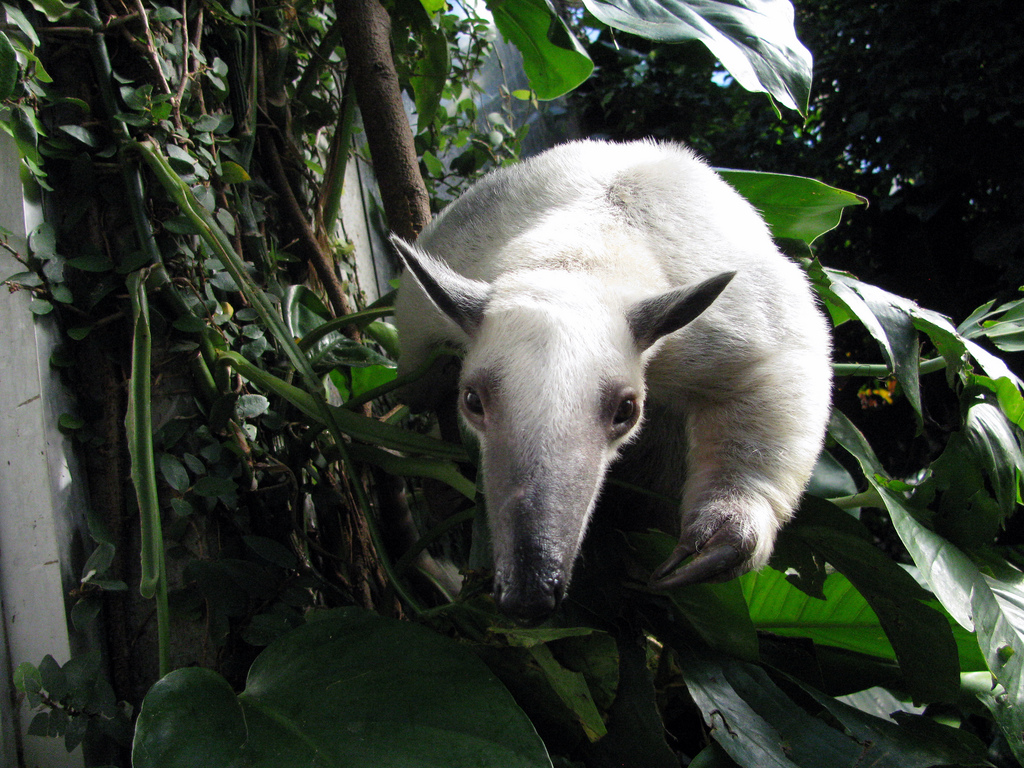 Real Monstrosities: Anteater