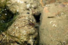 Real Monstrosities: Marine Spider