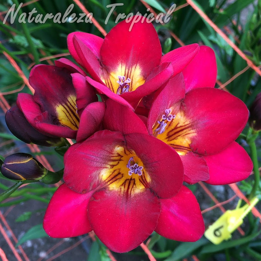 Manual para el cultivo de plantas del género Freesia | Plantas