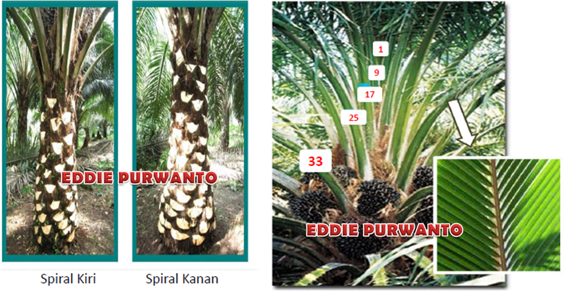 Membangun Perkebunan Kelapa Sawit: Cara Melaksanakan LSU