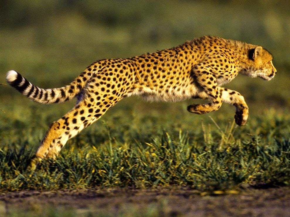 TOP 5: TOP 5 fastest animals