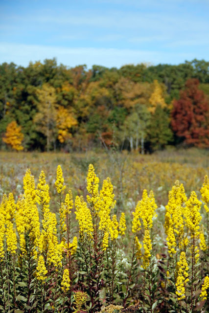 Day Hiking Trails: Day trails explore prairies at Indiana Dunes