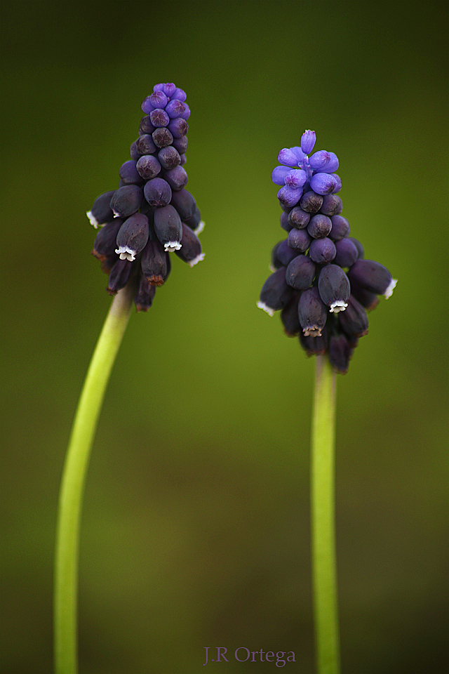 A ras de suelo: Muscari neglectum