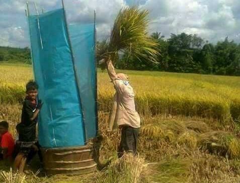Bicara Mentari: BAGAIMANA CARA PROSES MEMBANTING PADI