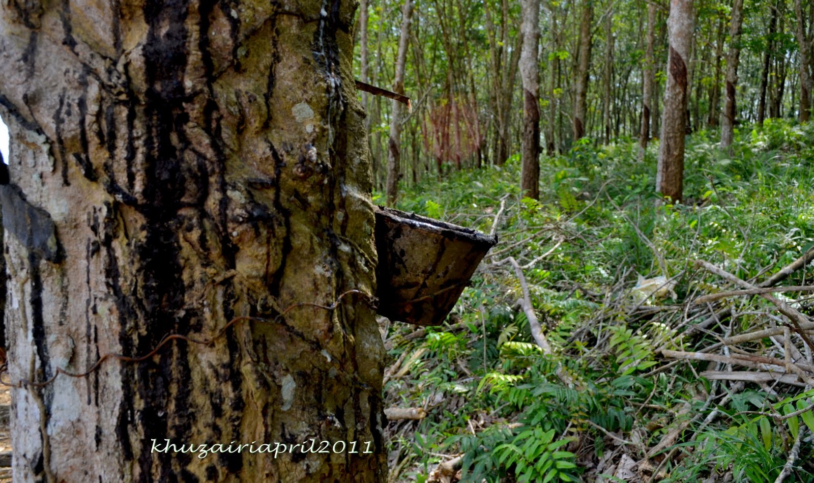 RONDA RONDA JALAN JALAN: Kebun Getah