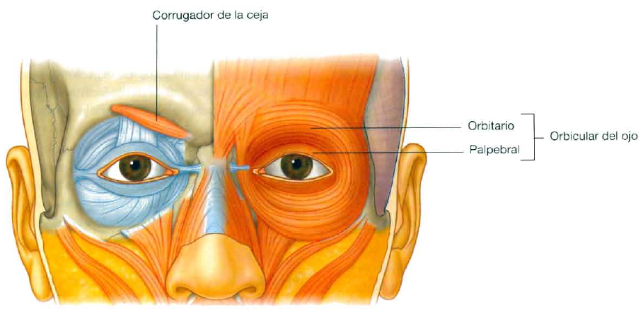 Miología Cabeza y Cuello - Kinesiología para Estudiantes