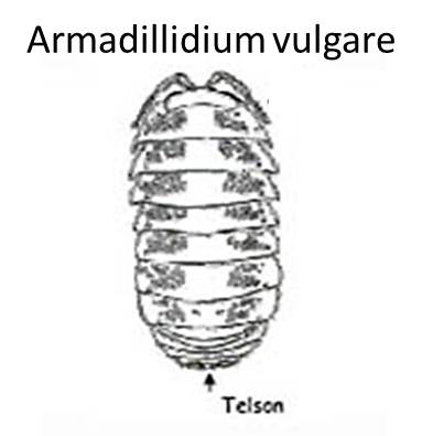 Acércate a los invertebrados: La cochinilla de la humedad (Arthropoda ...