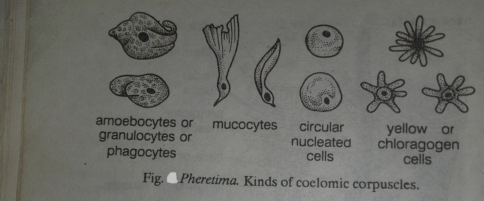 Zoology for higher secondary level: Earthwom: Coelom and coelomic fluid