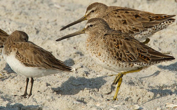 Red and the Peanut: A Short-billed Dowitcher (Limnodromus griseus ...
