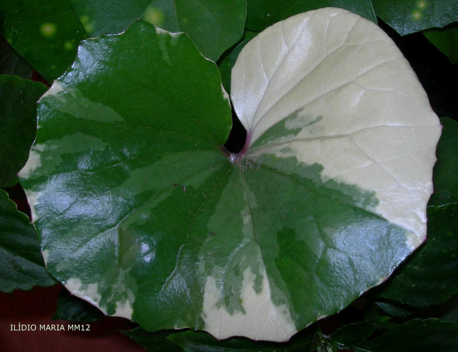 Verde Mundo - Plantae