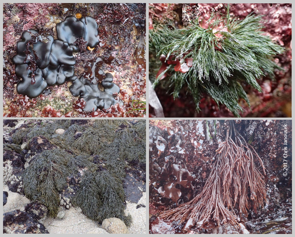 a wilderness journal: 2017