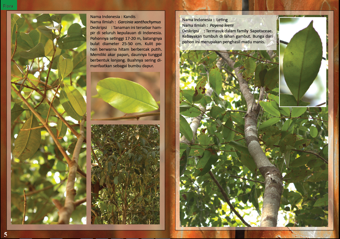 FLORA ~ Hutan Pelawan