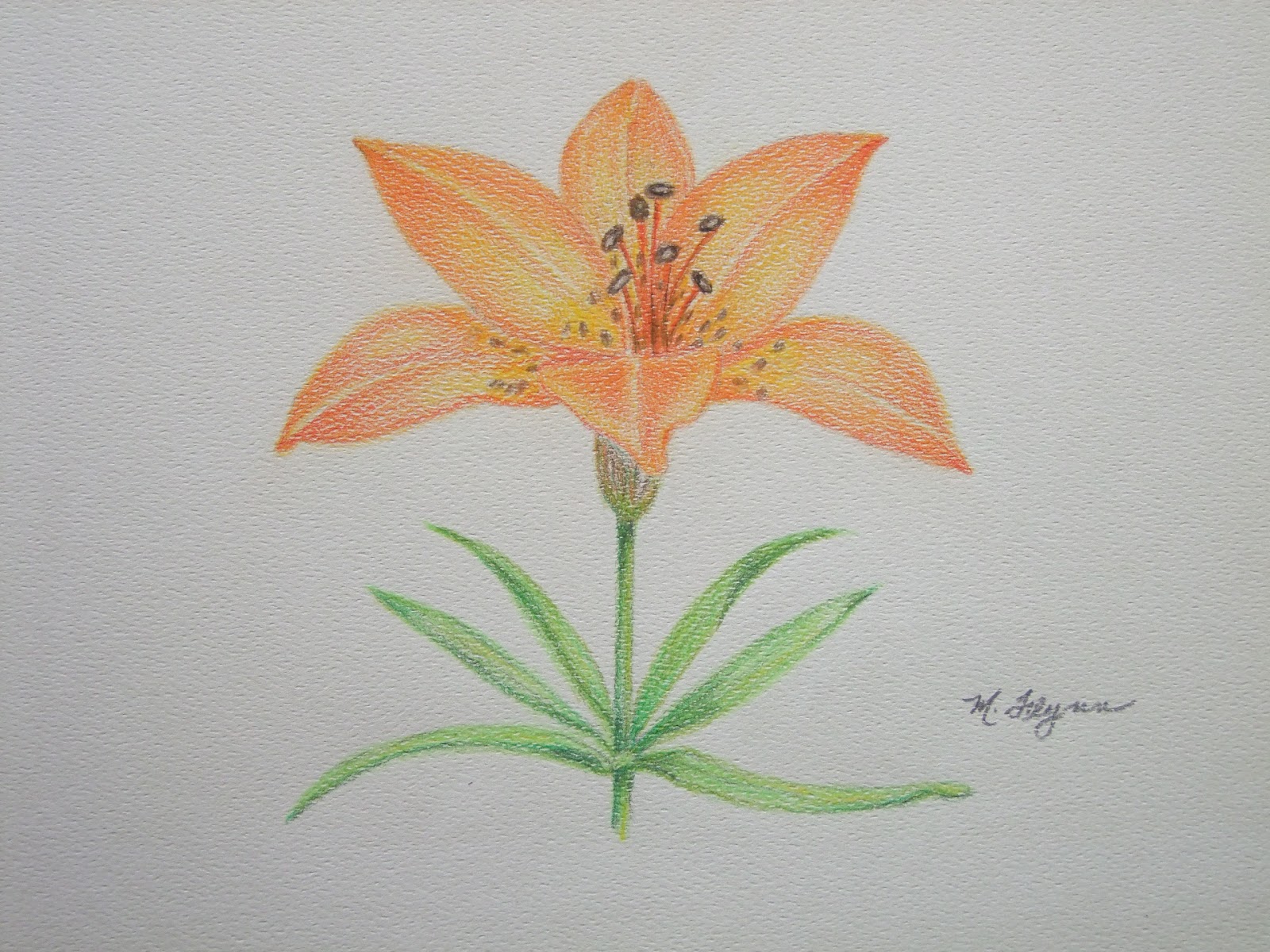 Western Red Lily Drawing