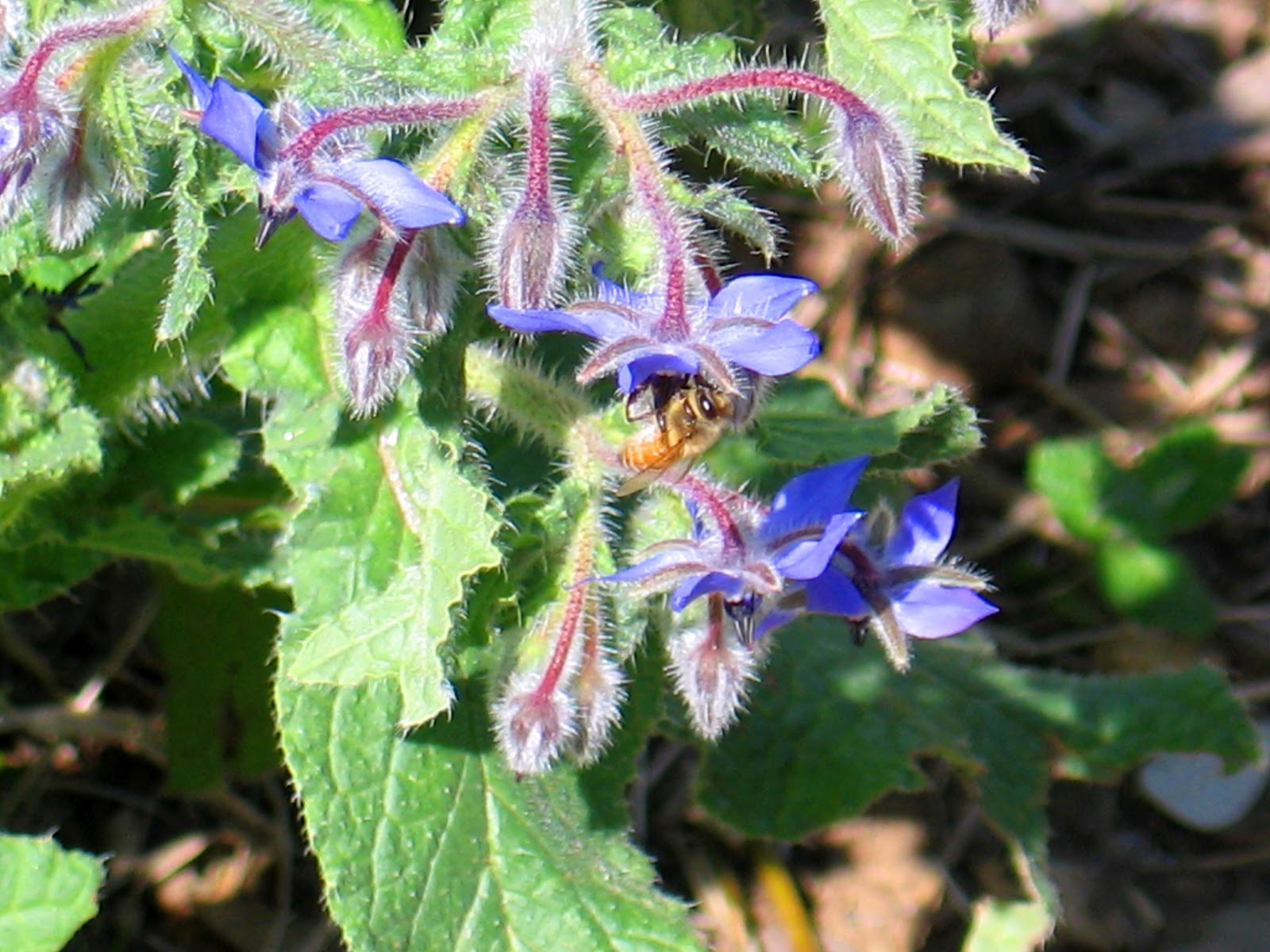 GAIA CREATIONS: Berries, Trellising and Harvest