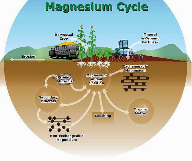 Woodstock Earth Blog