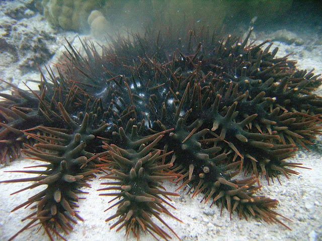 Sabbatic research in Moorea... by Brian Rivest: Post #20 - Camp SeaFET ...