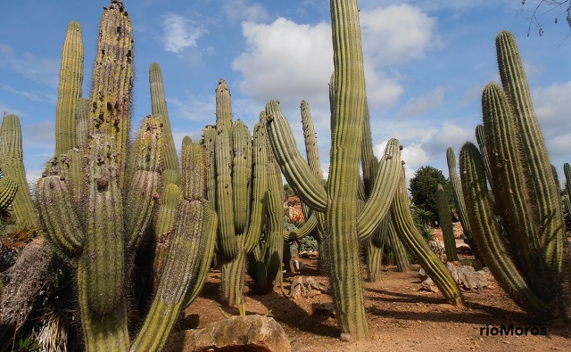 CACTUS CARDÓN: Echinopsis atacamensis | Plantas rioMoros