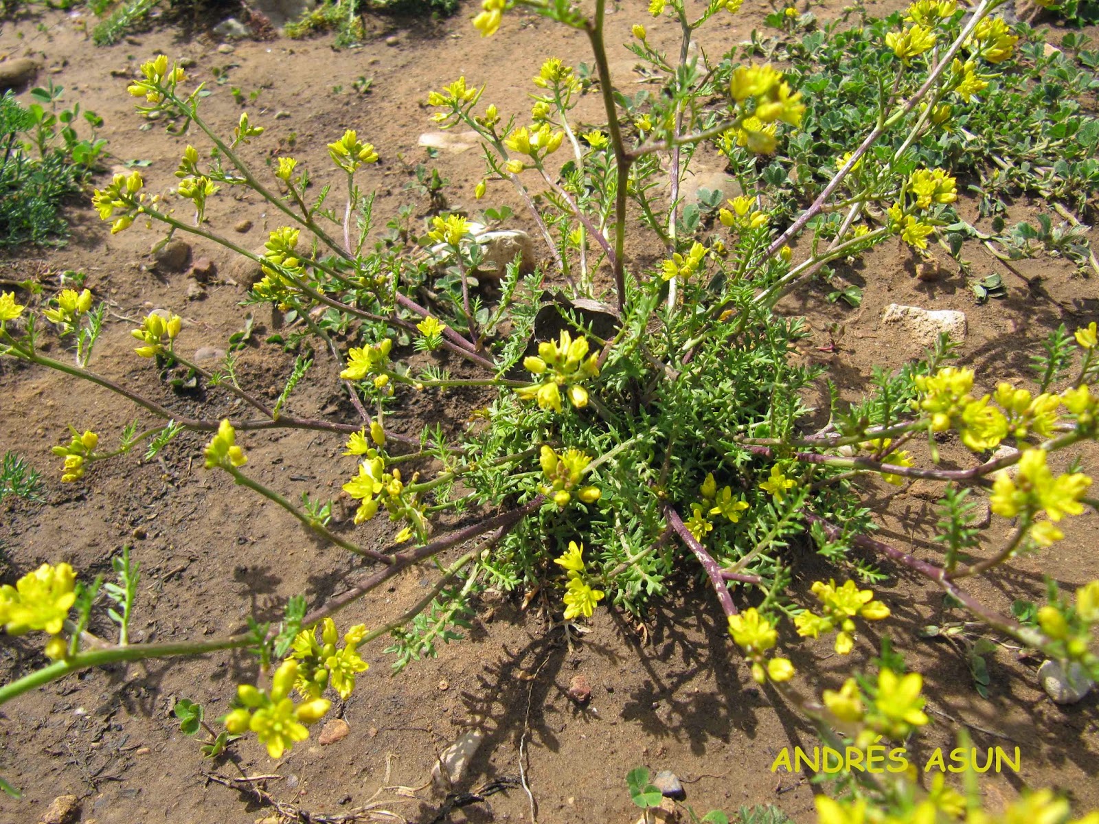 Flores silvestres de la Cordillera Cantábrica: CRUCIFERAS - Cruciferae