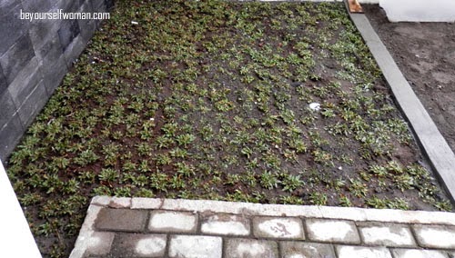 Menstabilkan Tanah di Halaman Dengan Rumput