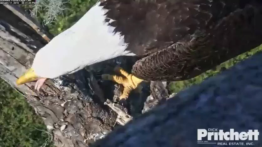 Eagles and Nature with chris7