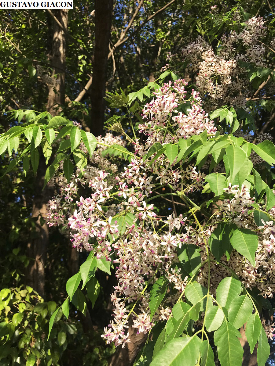 Viveiro Ciprest - Plantas Nativas e Exóticas: Cinamomo ou Santa Bárbara ...