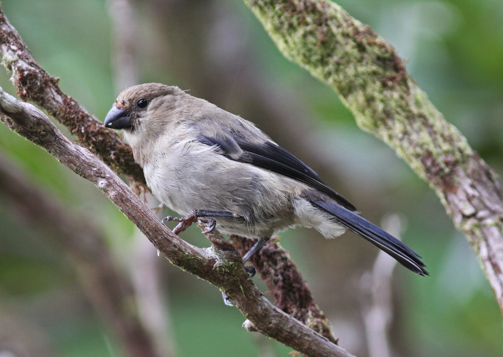 Non-Stop Birding: Priolo