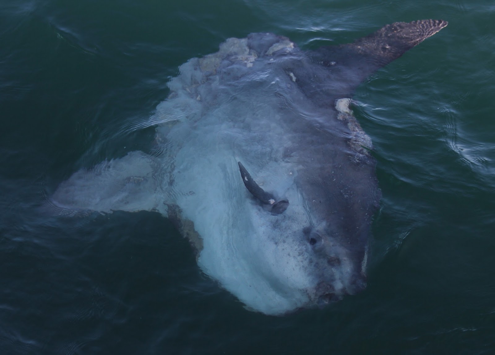 Blue Ocean Society's Whale Sightings: August 25, Captain's Lady III