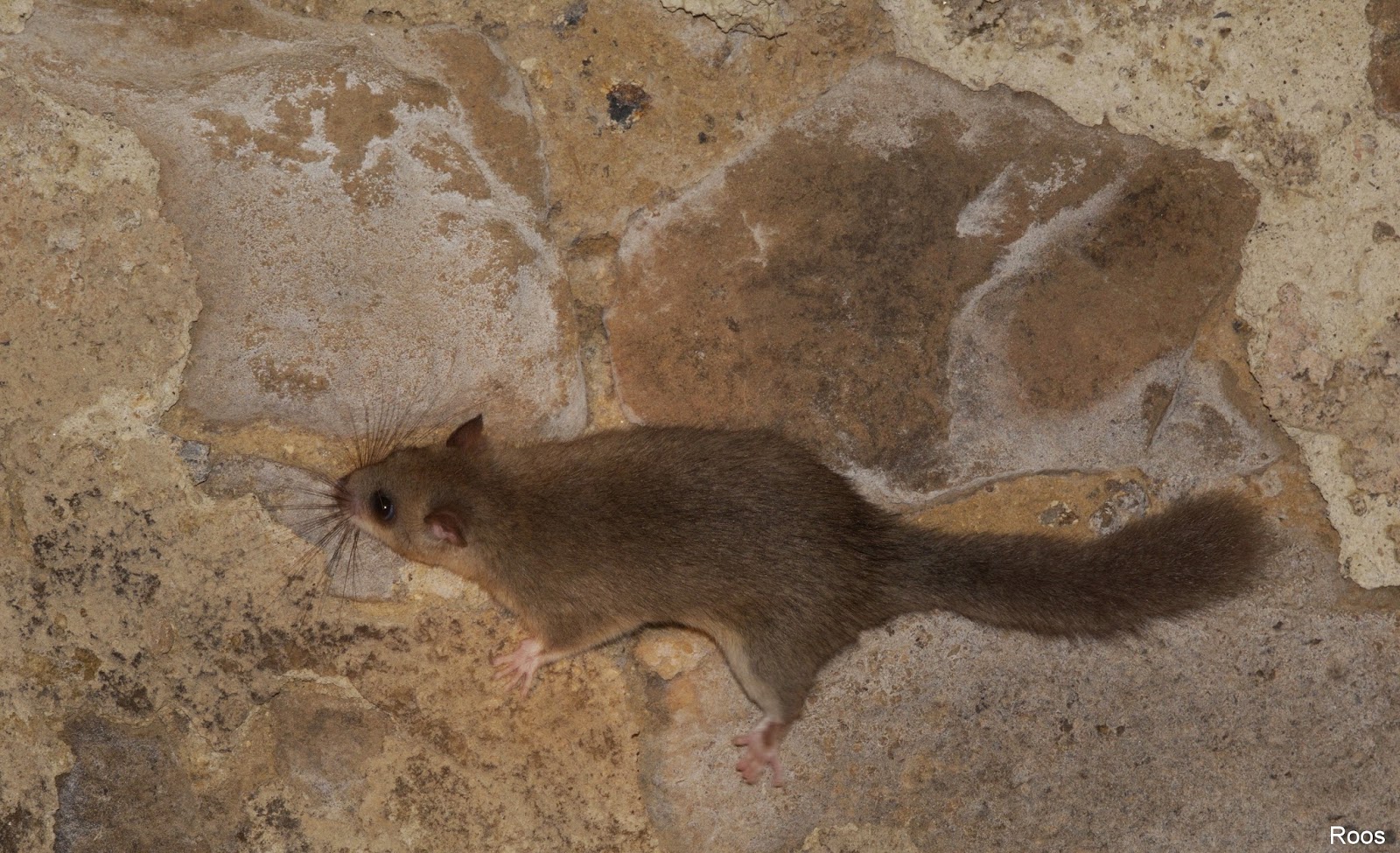 Natuur, cultuur en alles wat boeit ...: Frankrijk, Rygasse. De Relmuis ...