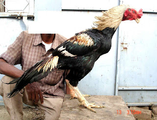 KING GHAZI: PAKISTANI ASEEL