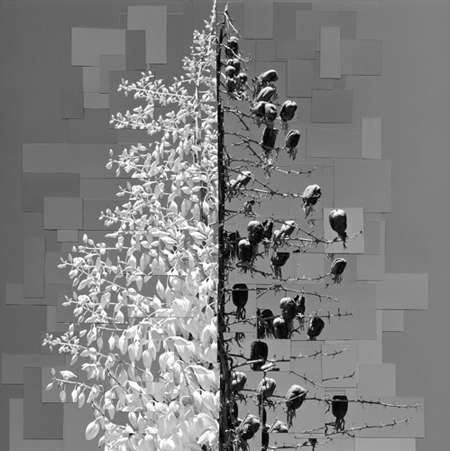 Alexandra Bellissimo. Collages fotográficos - Área Visual