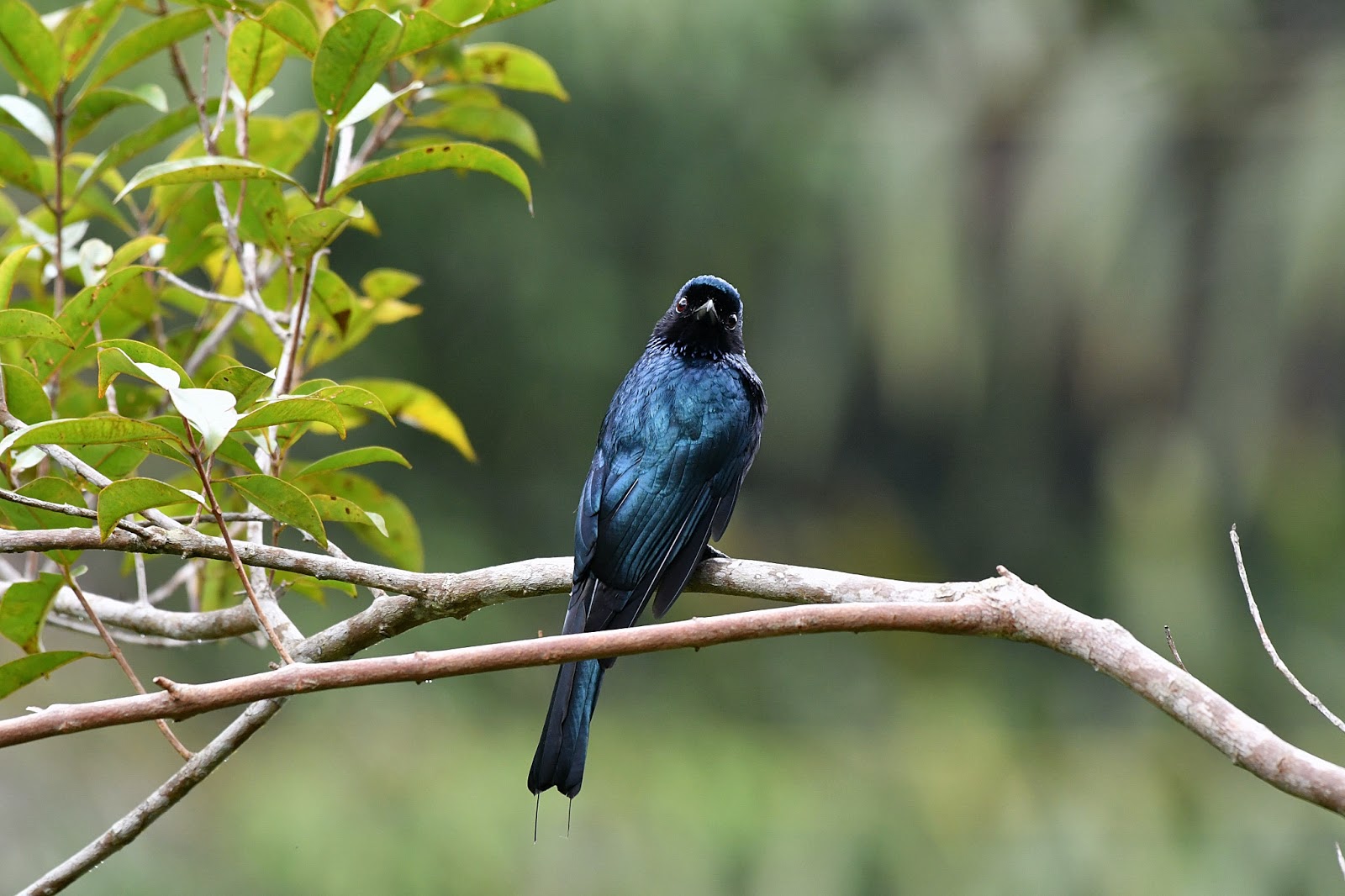 The Life Journey in Photography: Lesser Racket-tailed Drongo @ Fraser's ...
