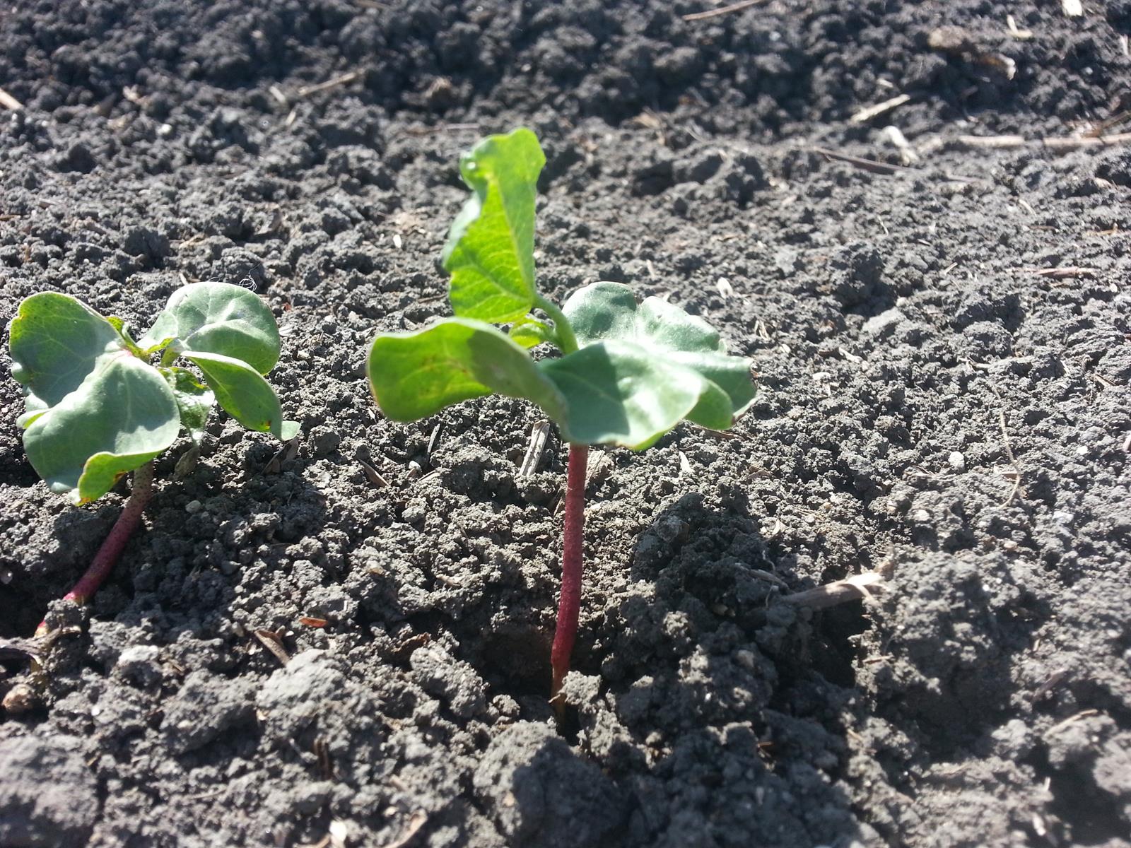 Sustainable Ag: A View from the Field: Eagerly Waiting for Cotton to ...