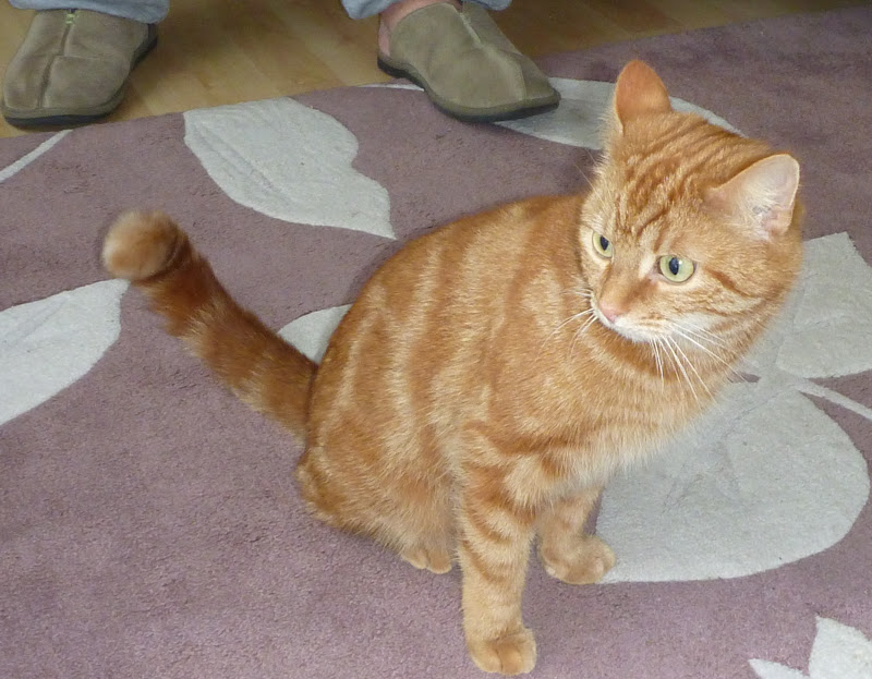Cat Rescuing, Sunderland: THE THREE LEGGED CAT