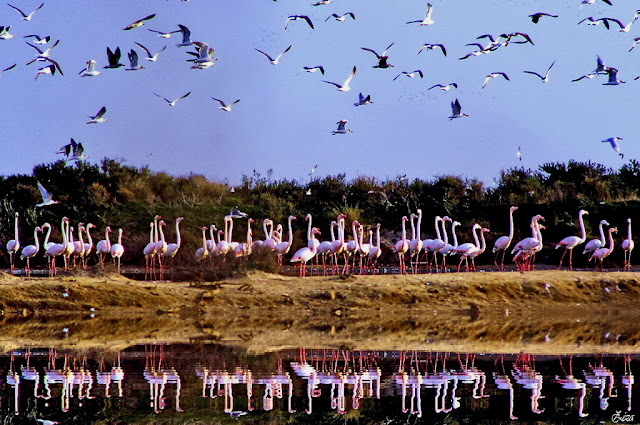 Algarve Encantado: Turismo no Algarve - Ria Formosa