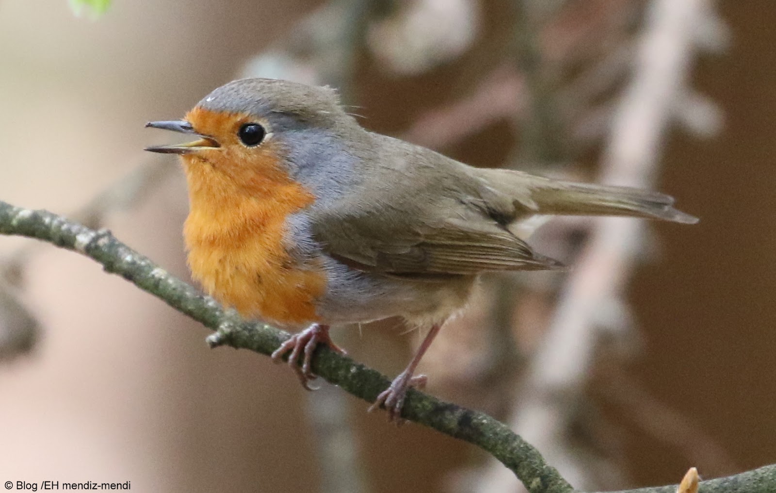 Euskal Herria mendiz mendi: AIAKO HARRIAK-ERROILBIDE (832M) GIPUZKOA ...