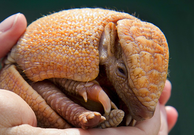 Cute baby armadillo (4 pics) | Amazing Creatures