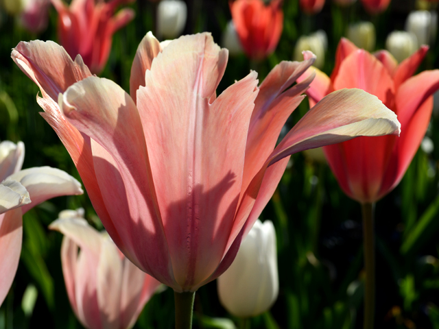 wanderlust ATLANTA: Blooms & Bubbly 2013